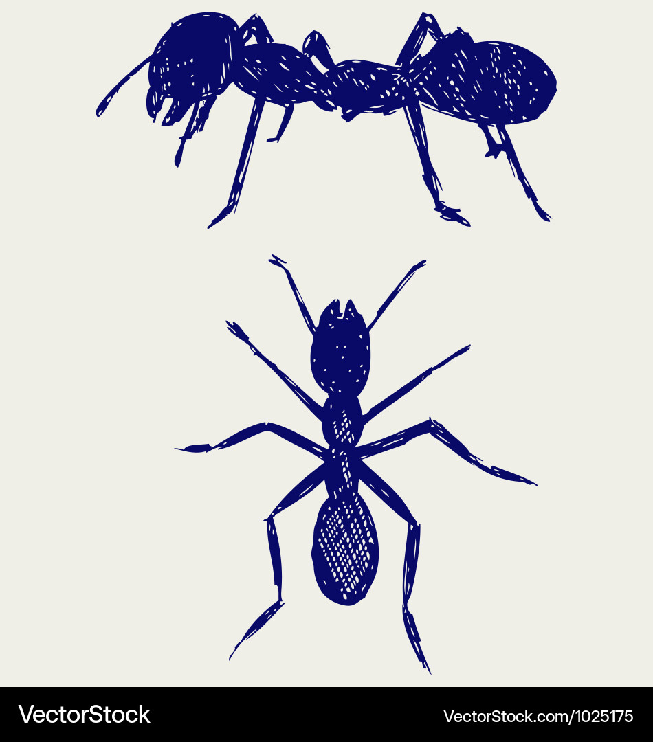 Portrait of ant Royalty Free Vector Image - VectorStock