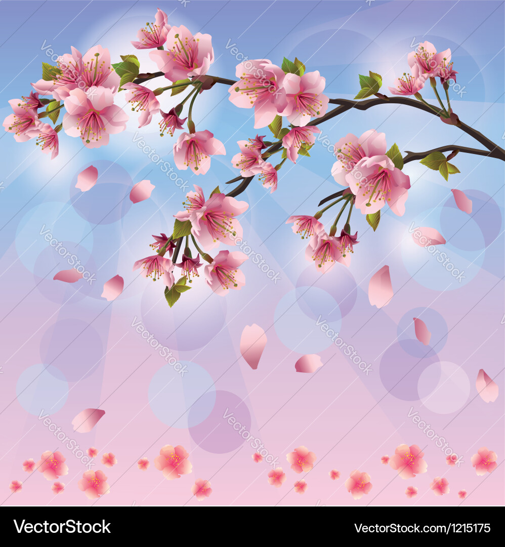 Spring background with sakura blossom japanese Vector Image