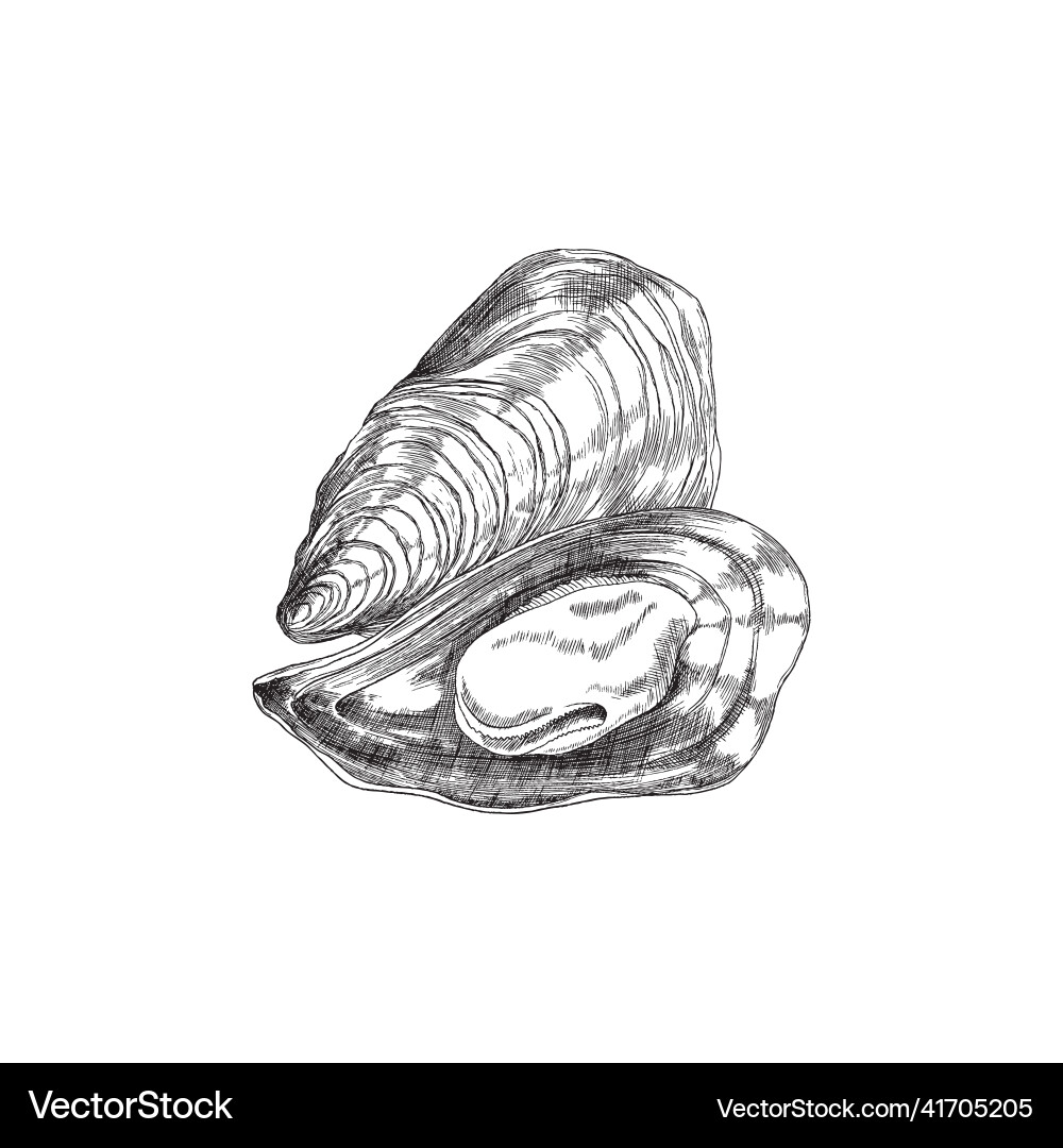 Open mussel shell valves with mollusk sketch Vector Image