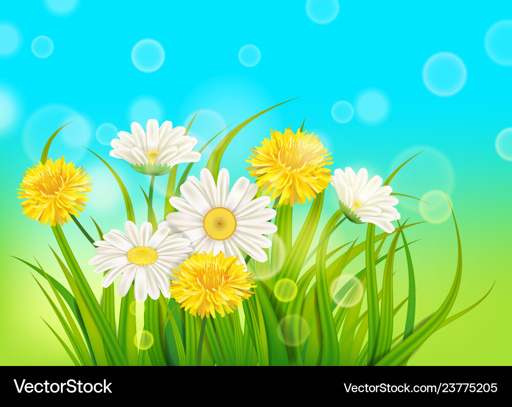 Spring daisies and dandelions background fresh Vector Image