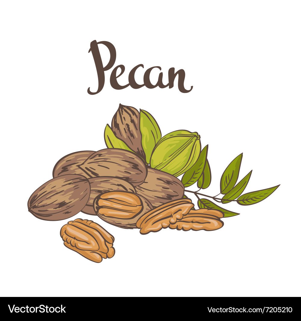 Green pecan nuts with leaves and dried Royalty Free Vector