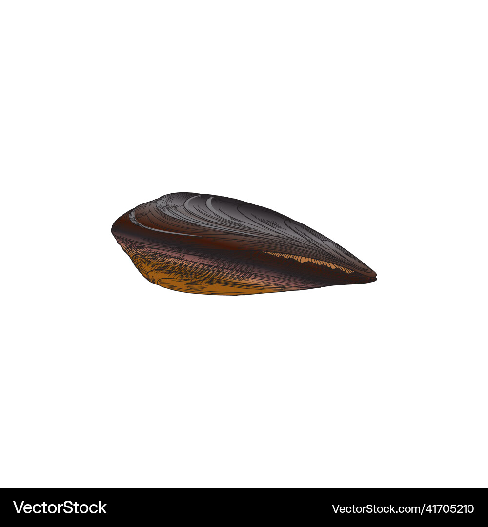 Hand drawn mussel in colored sketch style Vector Image