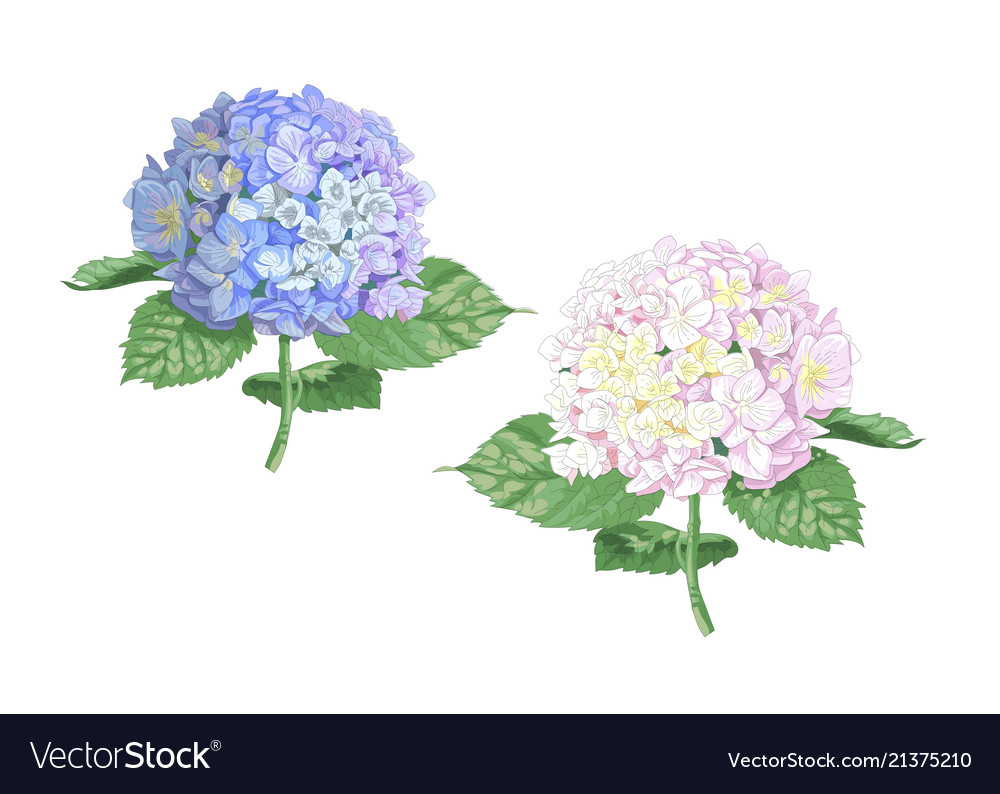 Hydrangea Royalty Free Vector Image - VectorStock