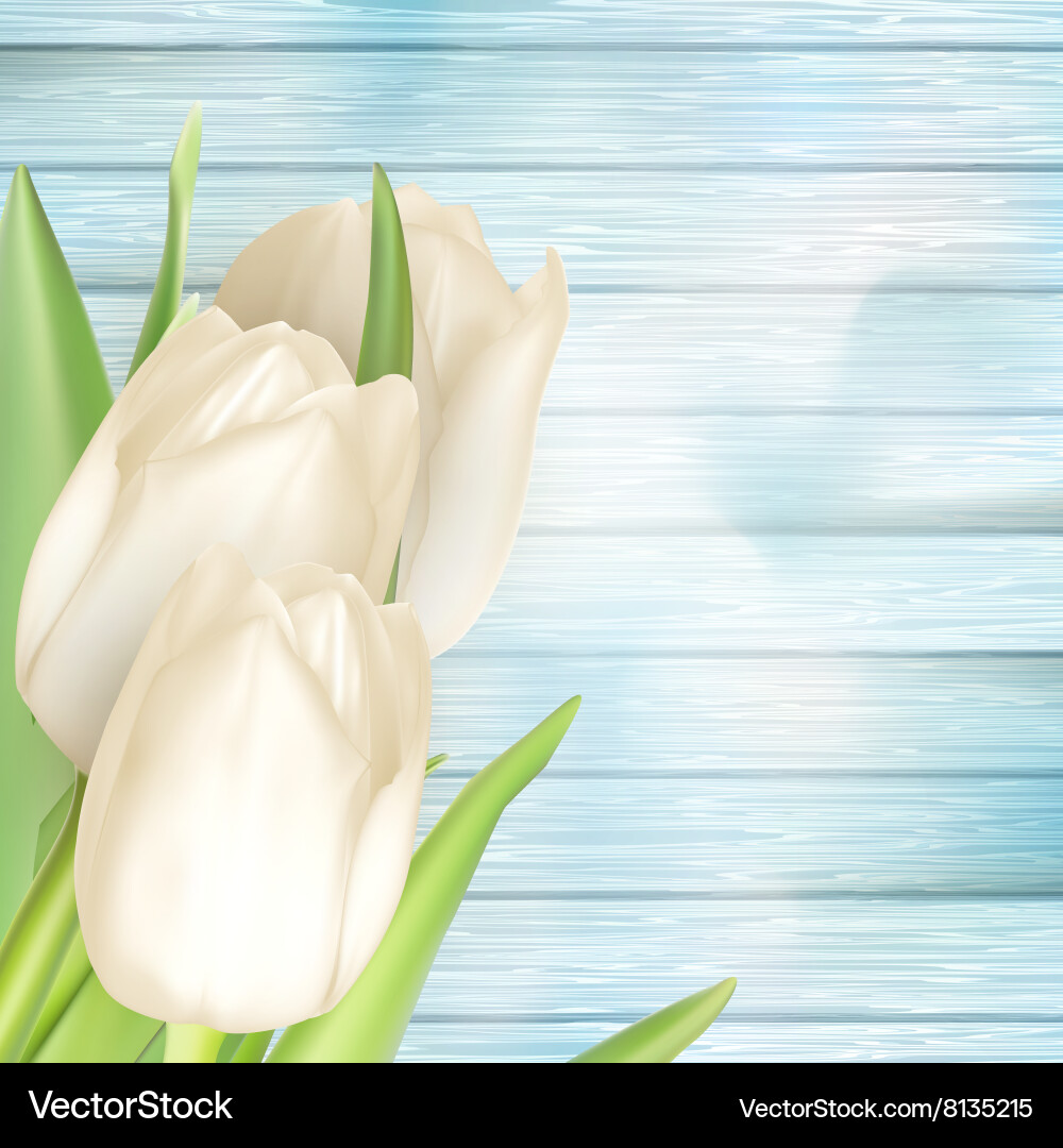 Bouquet white tulips eps 10 Royalty Free Vector Image