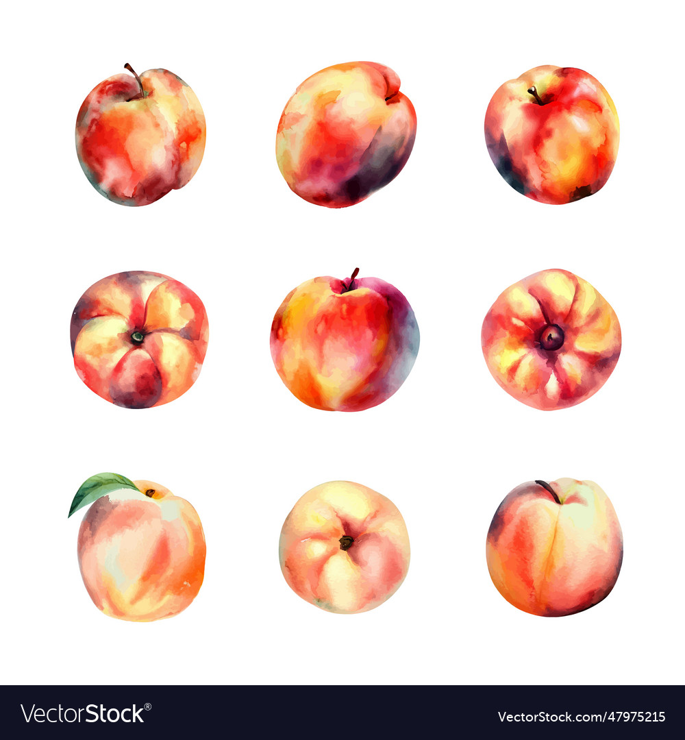 Set of watercolor peach fruit Royalty Free Vector Image
