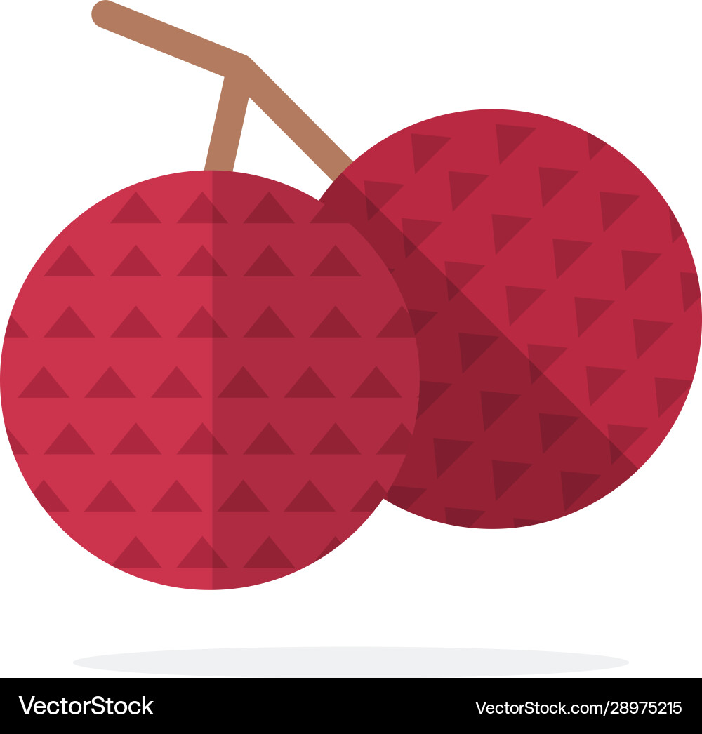 Whole lychee fruit on a branch flat isolated Vector Image