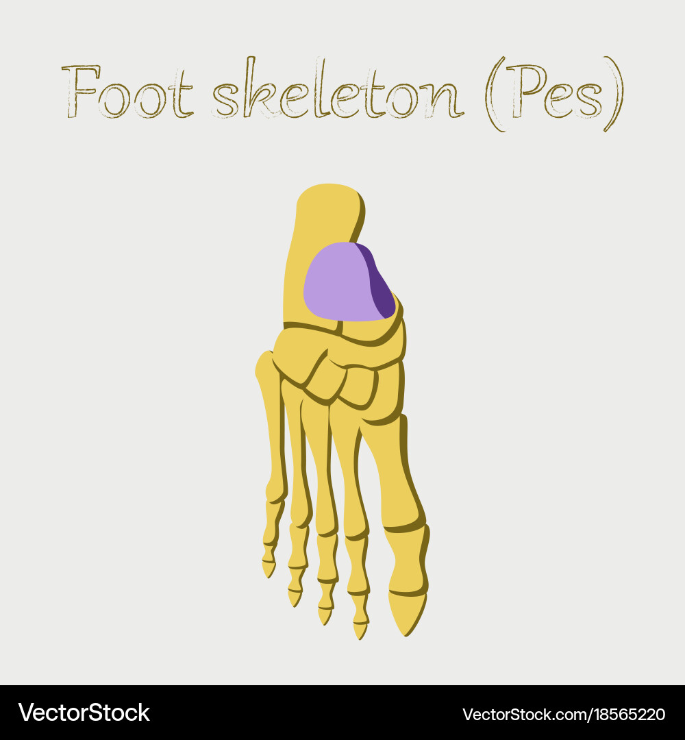 Human organ icon in flat style foot skeleton Vector Image