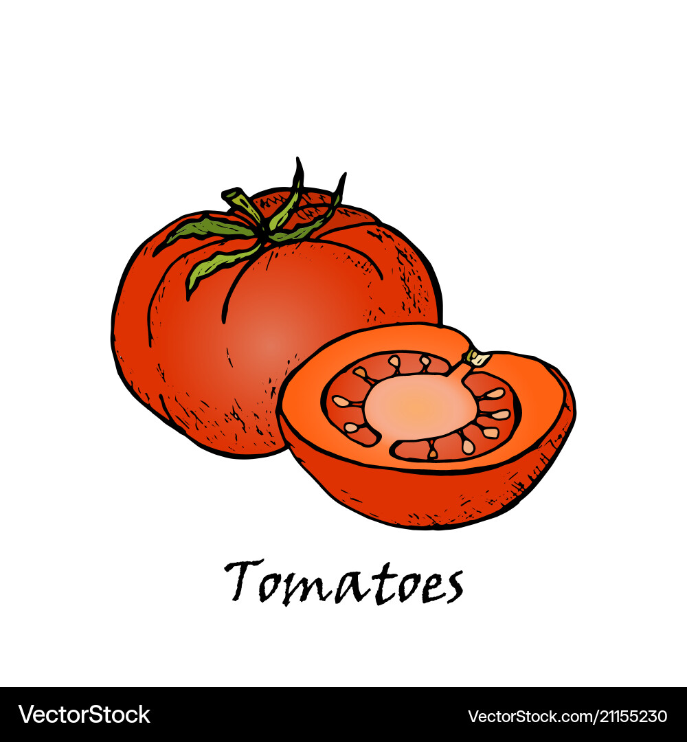Hand drawn of red tomatoes Royalty Free Vector Image