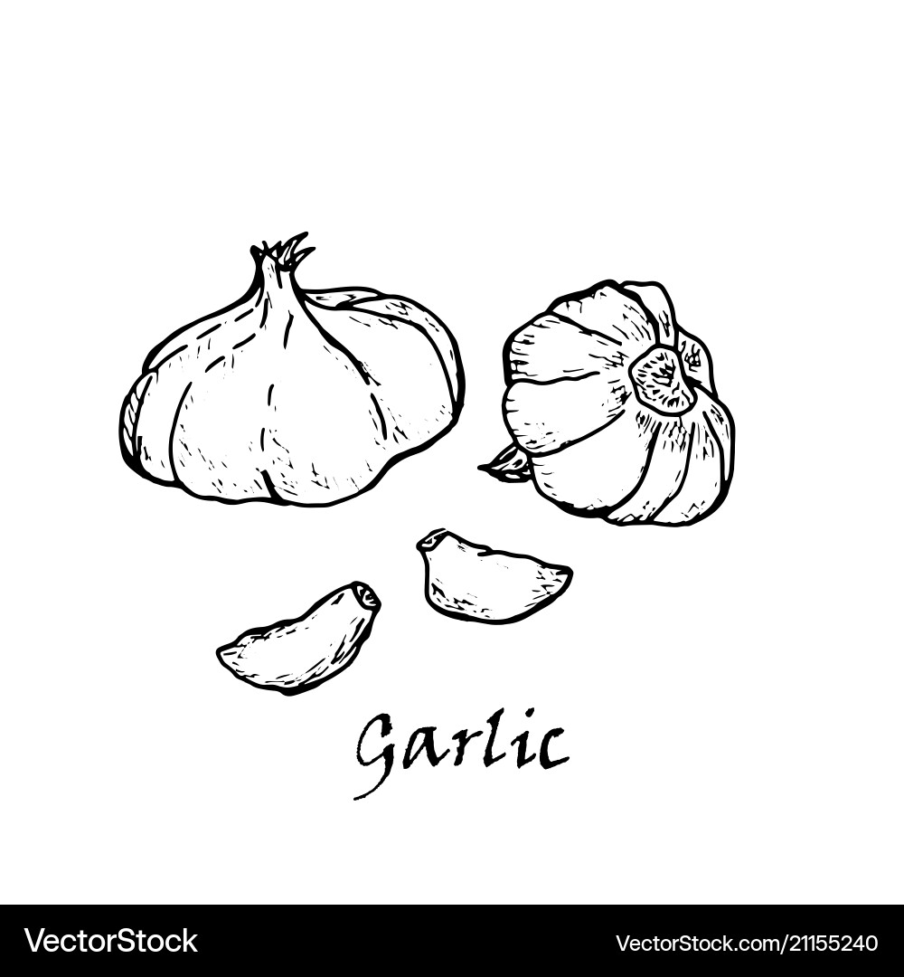 Hand-drawn of two garlic Royalty Free Vector Image