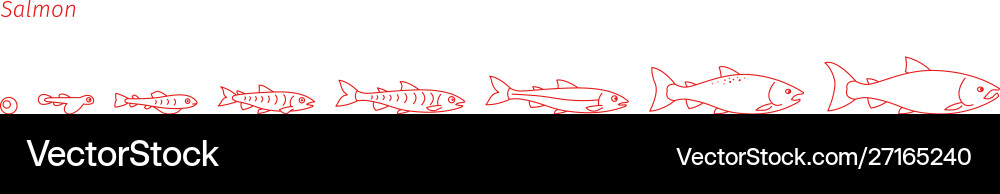 Stages atlantic salmon fish growth set coho Vector Image