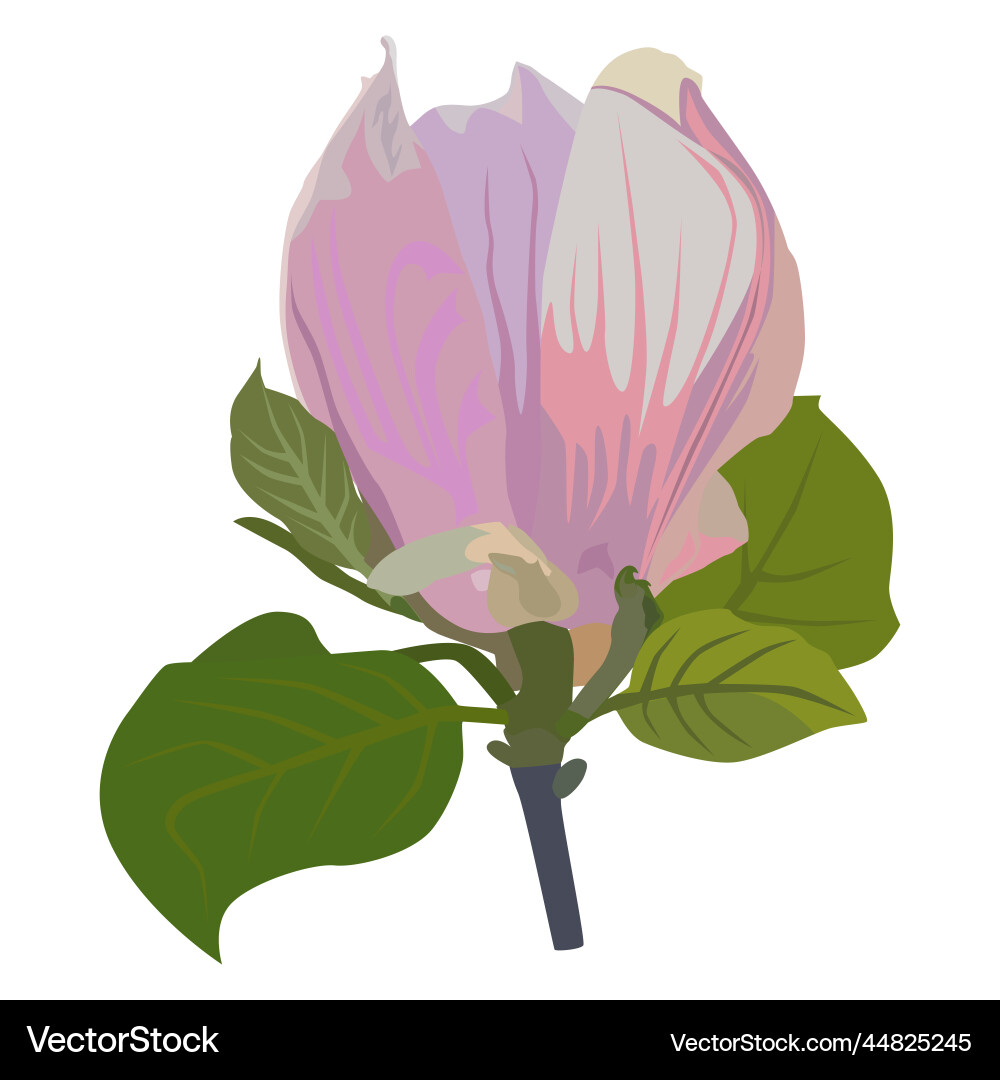 Beautiful magnolia tree flower flowering spring Vector Image