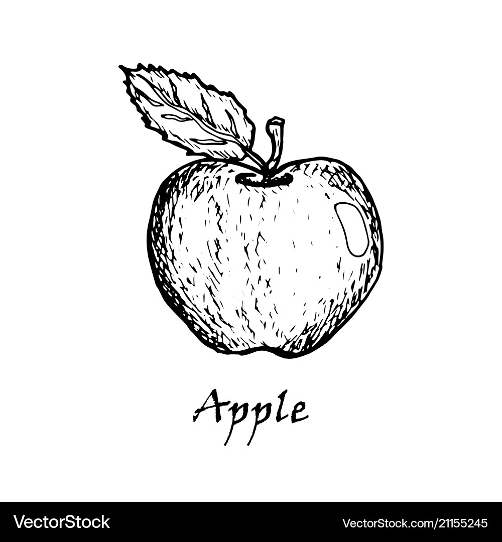 Hand drawn of an apple with a leaf Royalty Free Vector Image