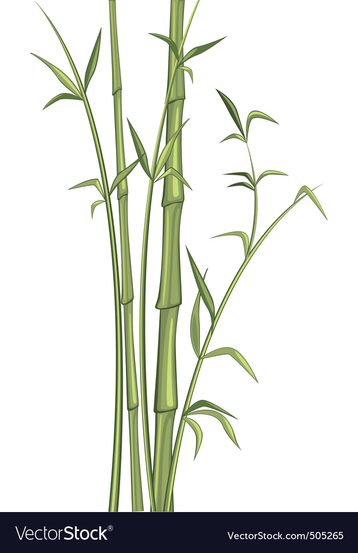 Bamboo Royalty Free Vector Image - VectorStock Bamboo Royalty Free Vector Image - VectorStock