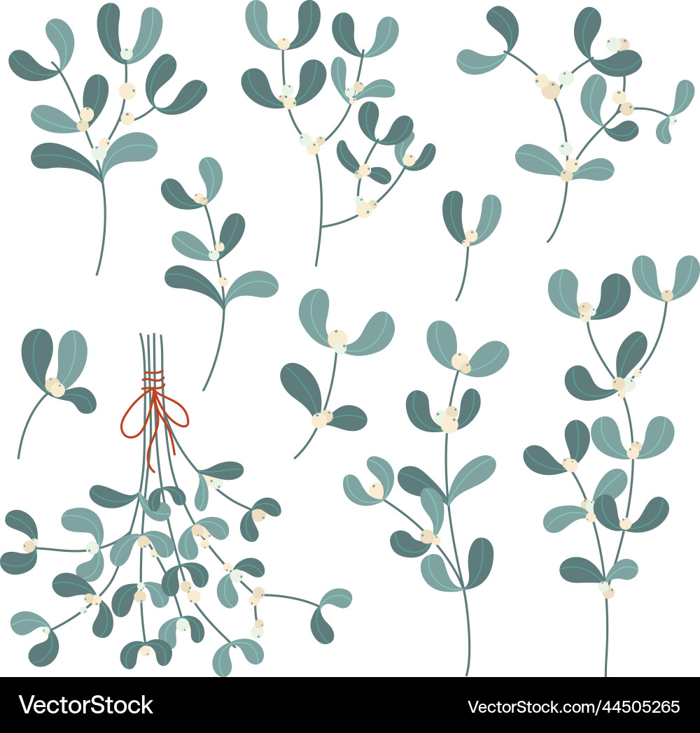 Mistletoe branches christmas decoration plant Vector Image