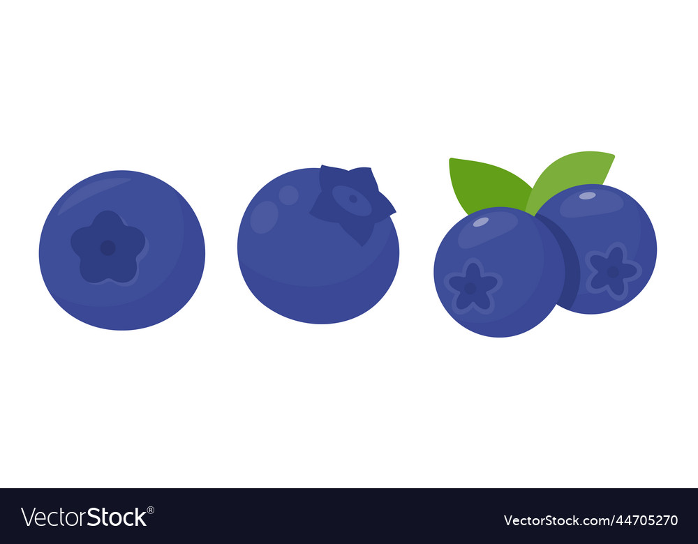 Blueberry fresh berries healthy fruits contain Vector Image