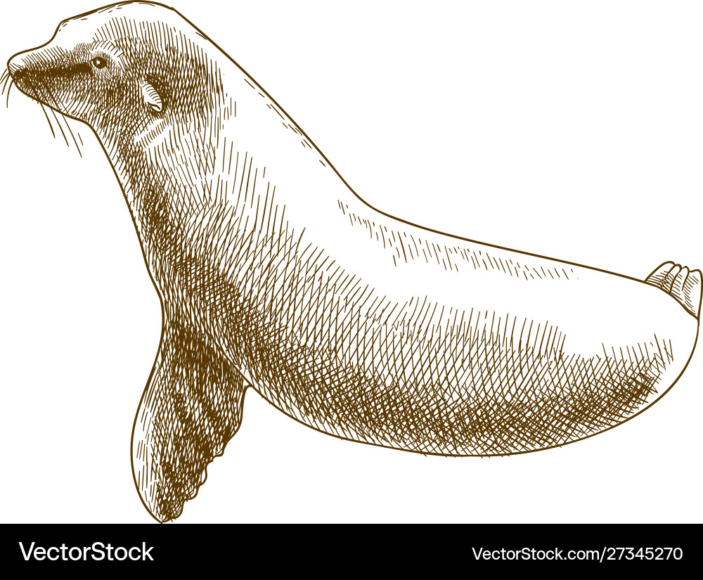 Engraving antique fur seal Royalty Free Vector Image