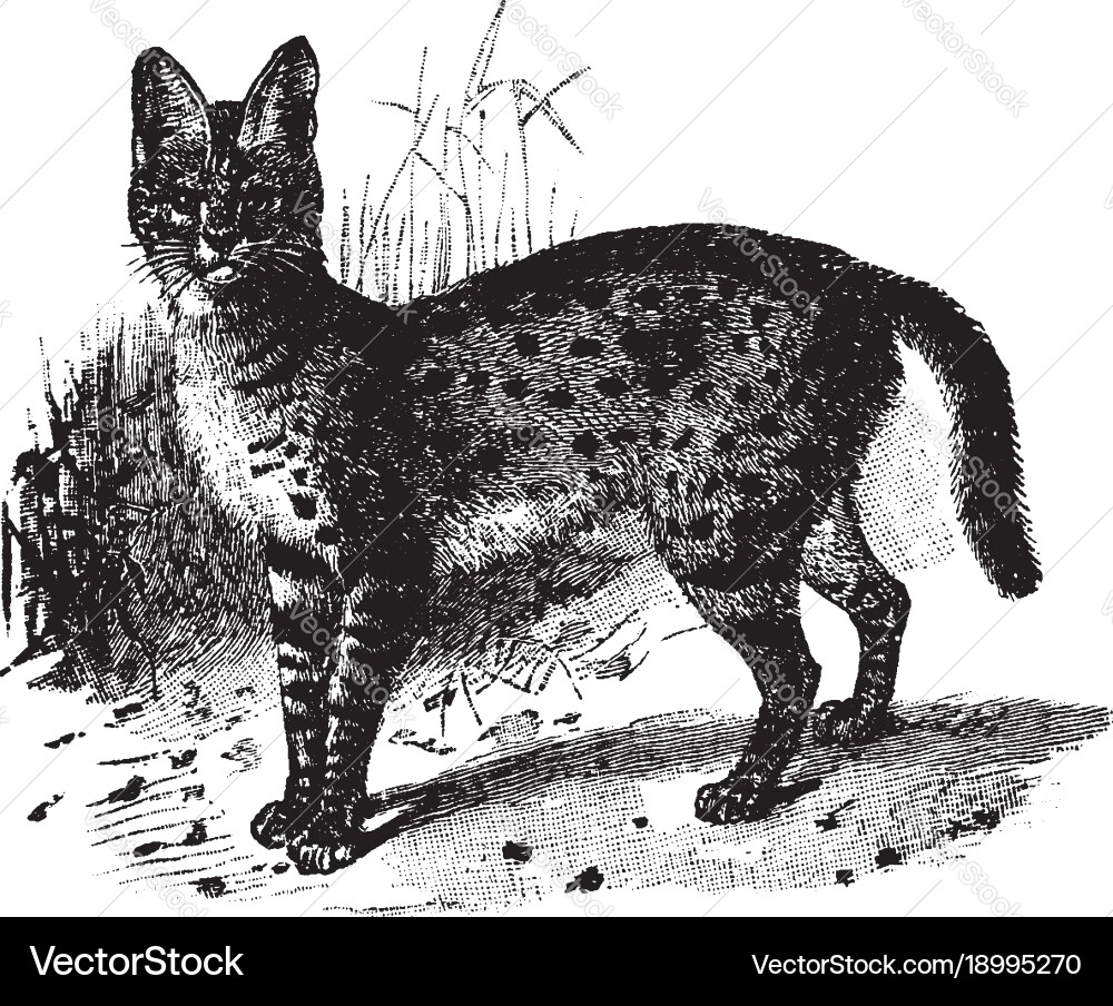 Serval Line Art - African Wild Cat Royalty Free Vector Image