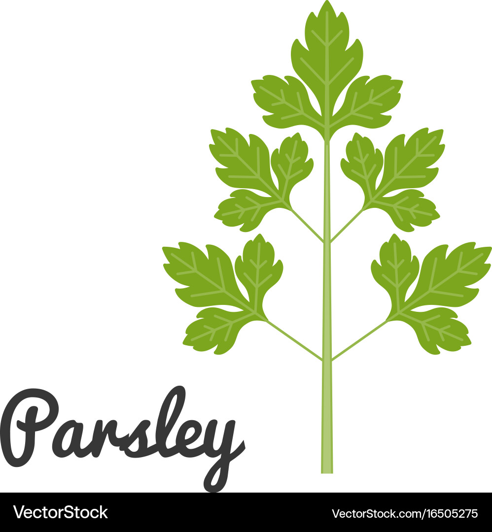 Set of vegetable parsley Royalty Free Vector Image