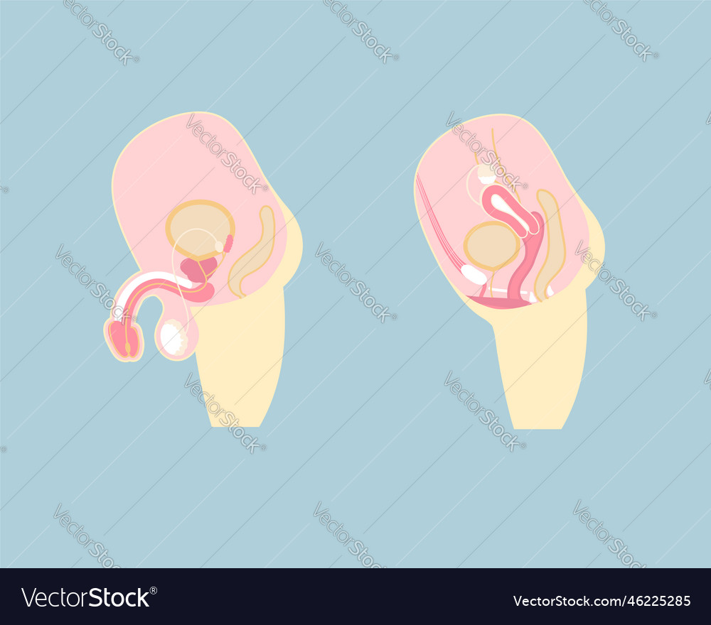 Male And Female Reproductive System Royalty Free Vector