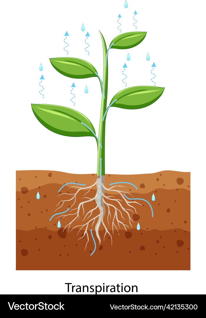 Science concept with transpiration in leaves Vector Image