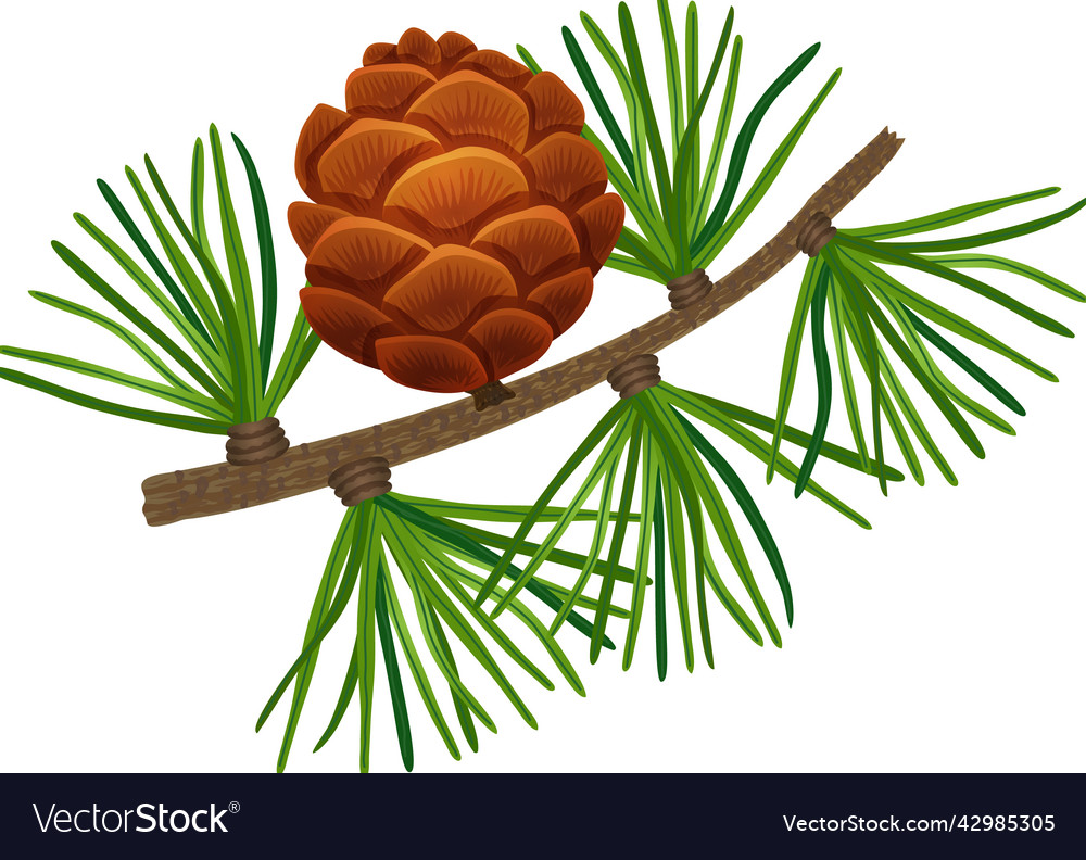 Conifer tree pine composition Royalty Free Vector Image