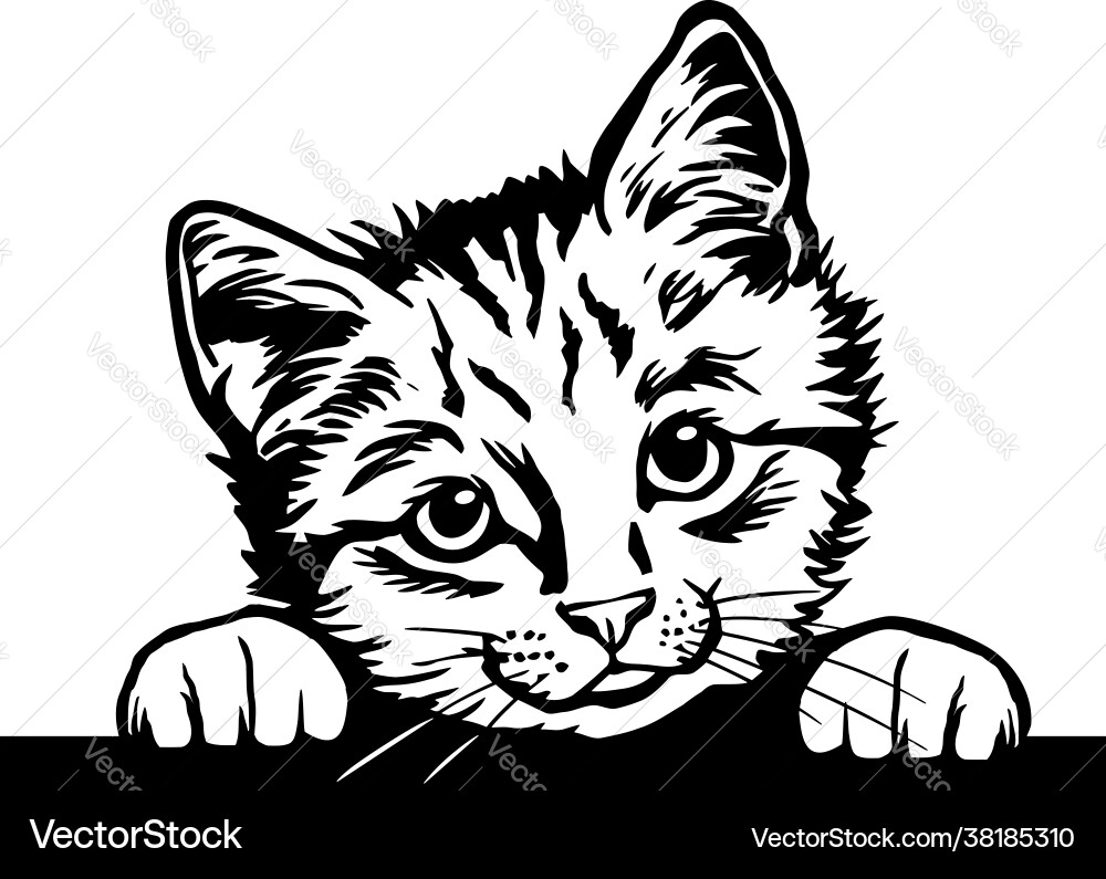 Cat peeking kitten - cheerful kitty isolated Vector Image