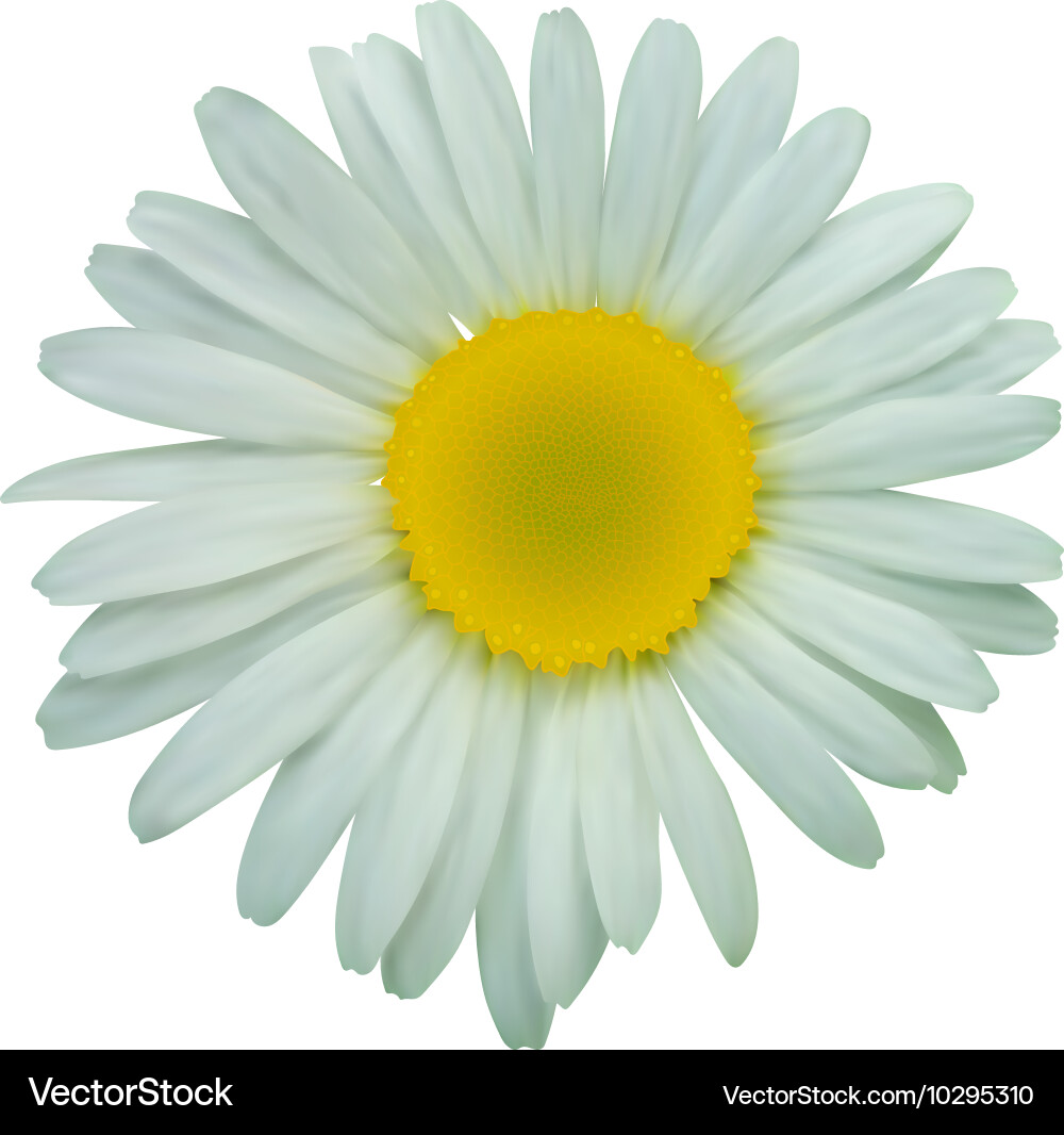 White Daisy Flowers Royalty Free Vector Image - VectorStock