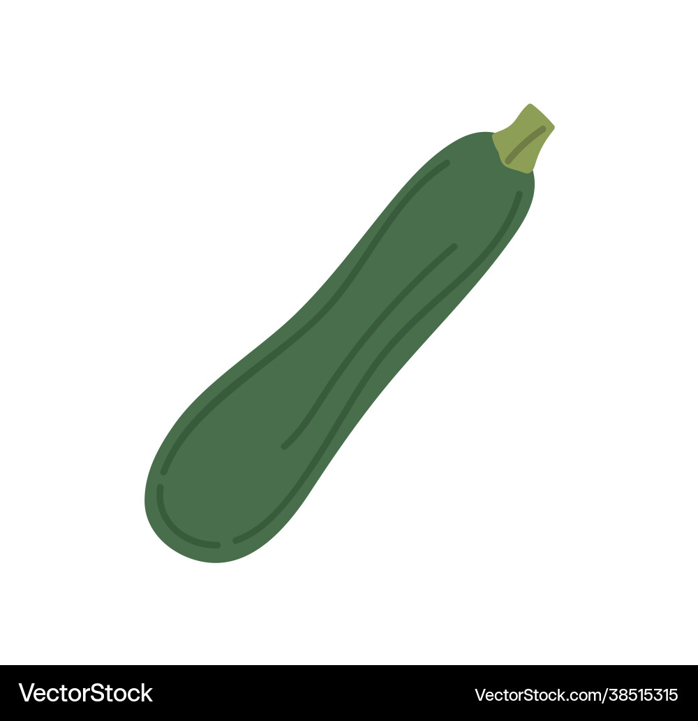 Green zucchini vegetable fresh whole courgette Vector Image