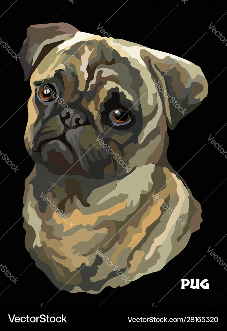 Pug colorful portrait Royalty Free Vector Image