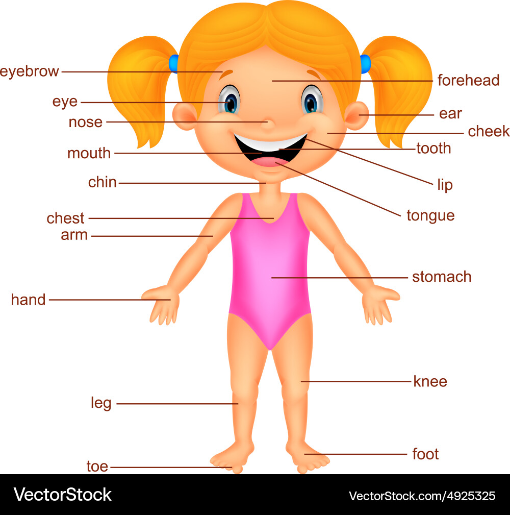 Vocabulary Part Body Royalty Free Vector Image