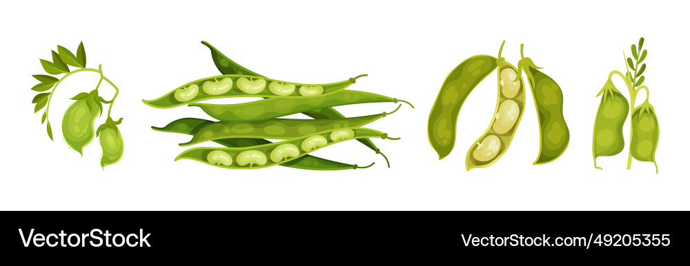 Grain legume or pulse crop with pod and beans Vector Image