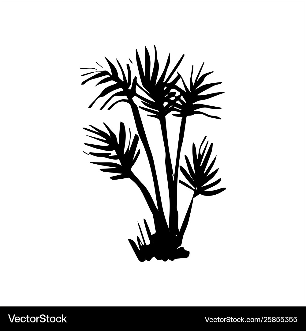 Hand drawn tropical palm Royalty Free Vector Image