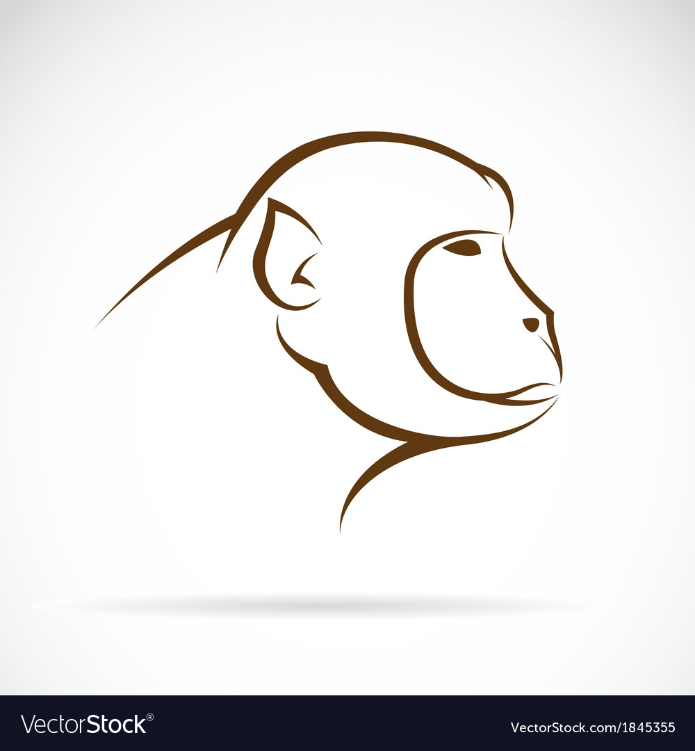 Monkey Royalty Free Vector Image - VectorStock