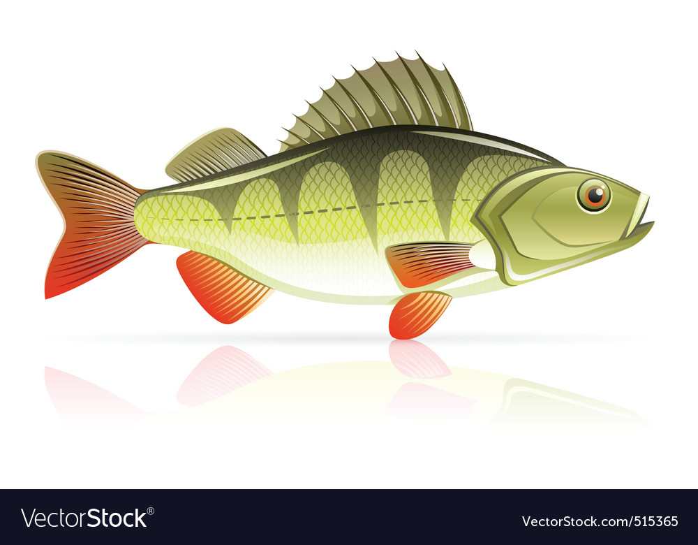 Perch Royalty Free Vector Image - VectorStock