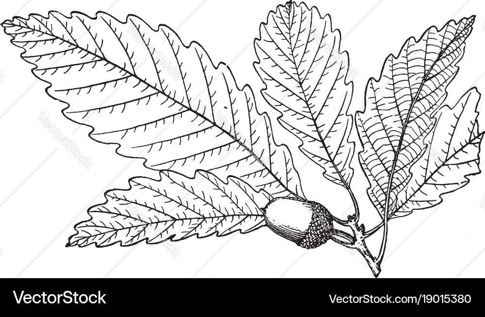Branch chestnut oak vintage Royalty Free Vector Image