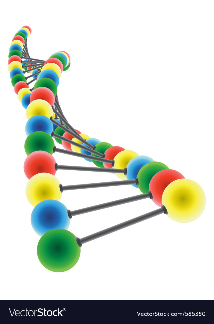 Dna model Royalty Free Vector Image - VectorStock