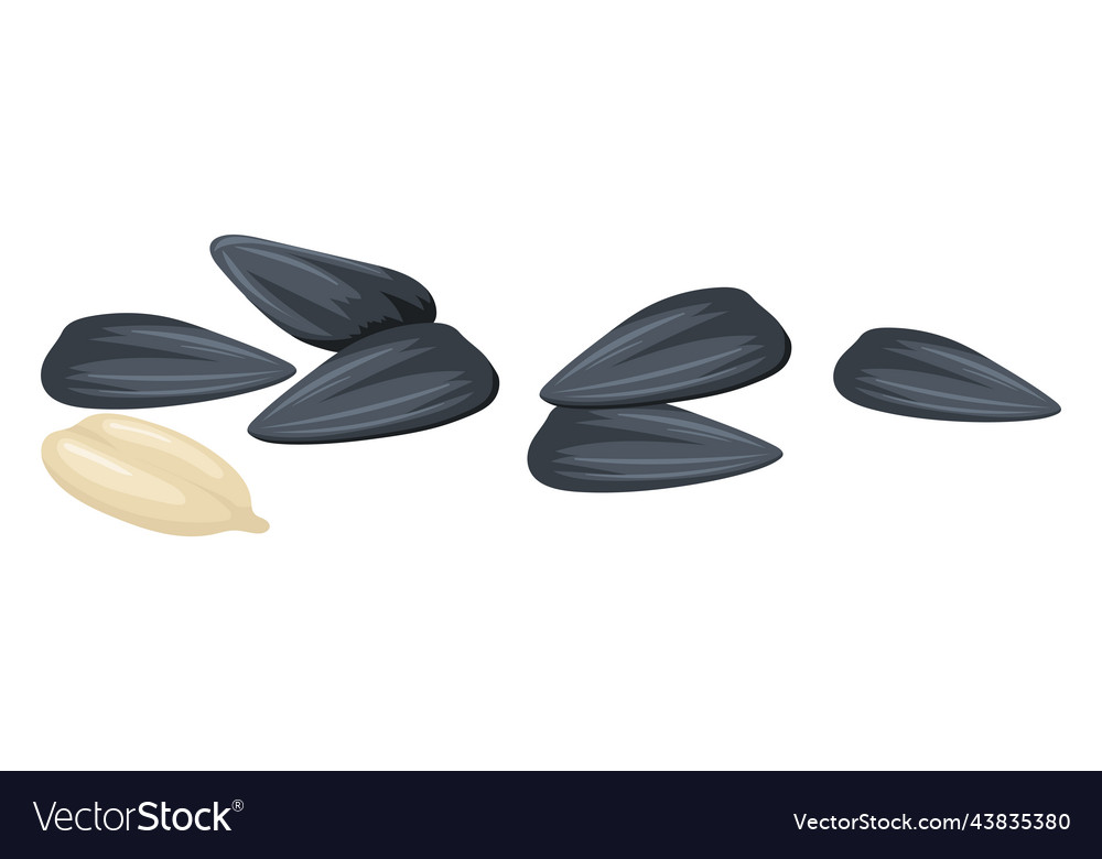 Sunflower cartoon seeds delicious kernels Vector Image