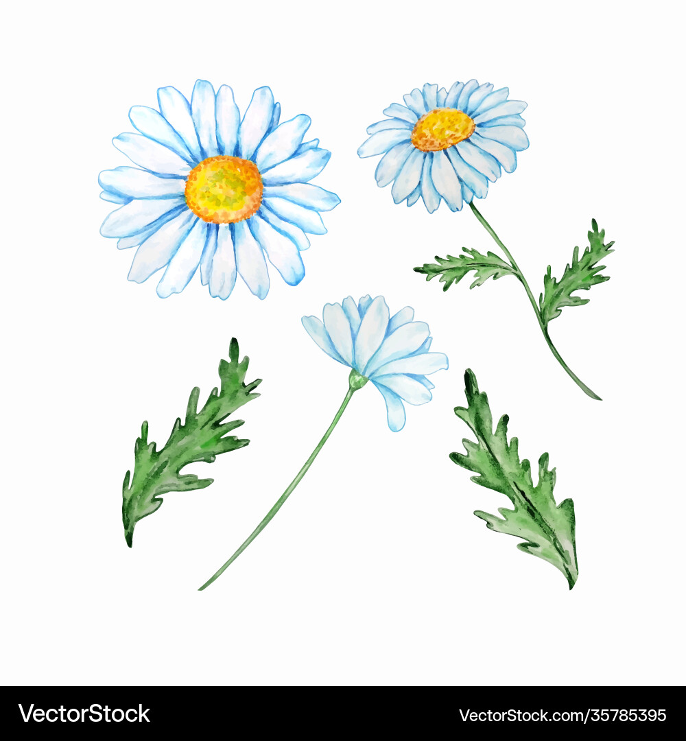 Three watercolor chamomile with leaves Royalty Free Vector