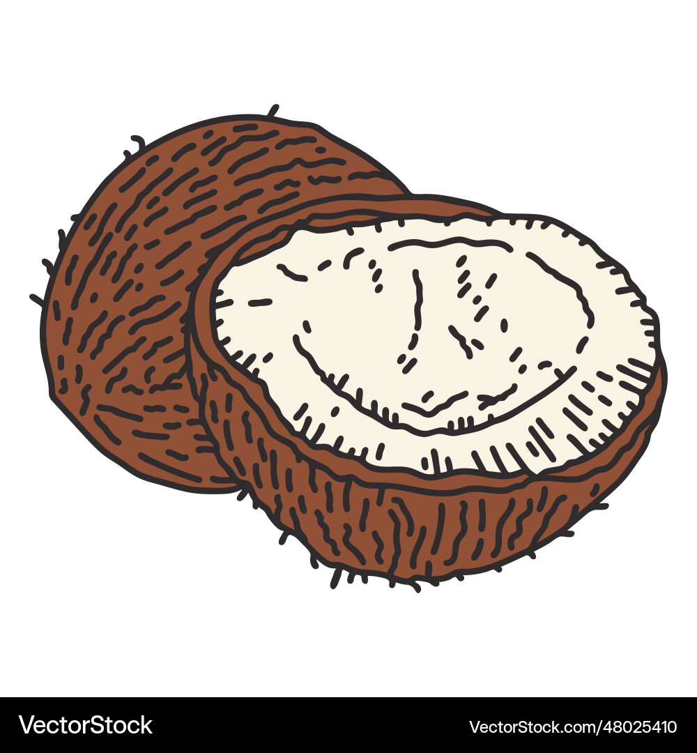 Coconut detailed color stroke Royalty Free Vector Image