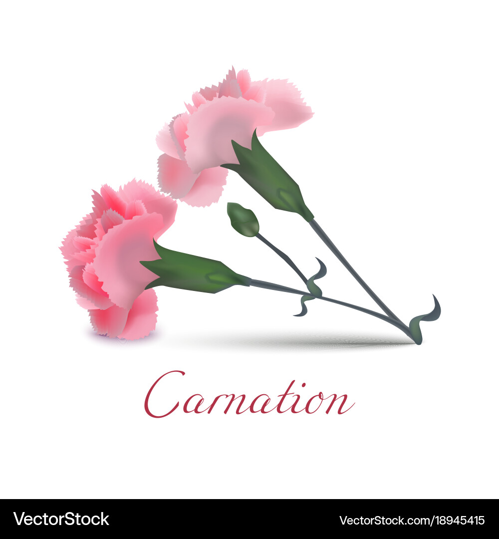 Carnation flowers in realistic style Royalty Free Vector
