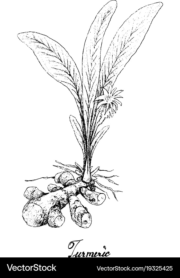 Hand drawn turmeric plant on white background Vector Image
