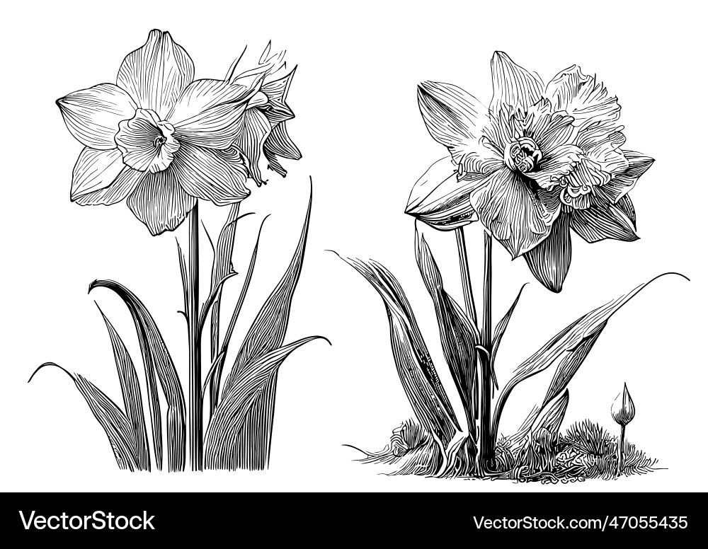 Daffodils flowers set sketch hand drawn in doodle Vector Image