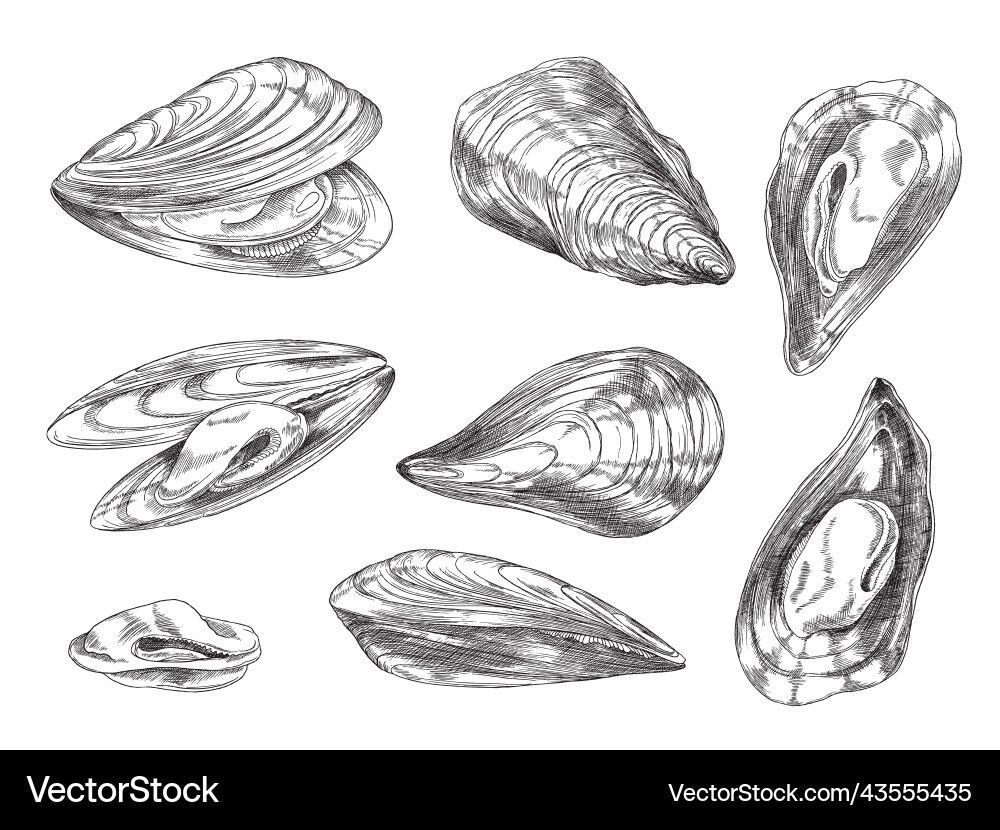 Mussels set in hand drawn sketch style Royalty Free Vector