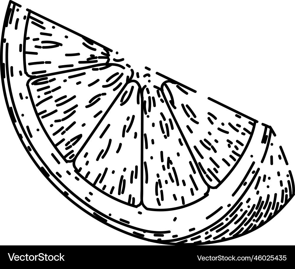 Orange ripe sketch hand drawn Royalty Free Vector Image