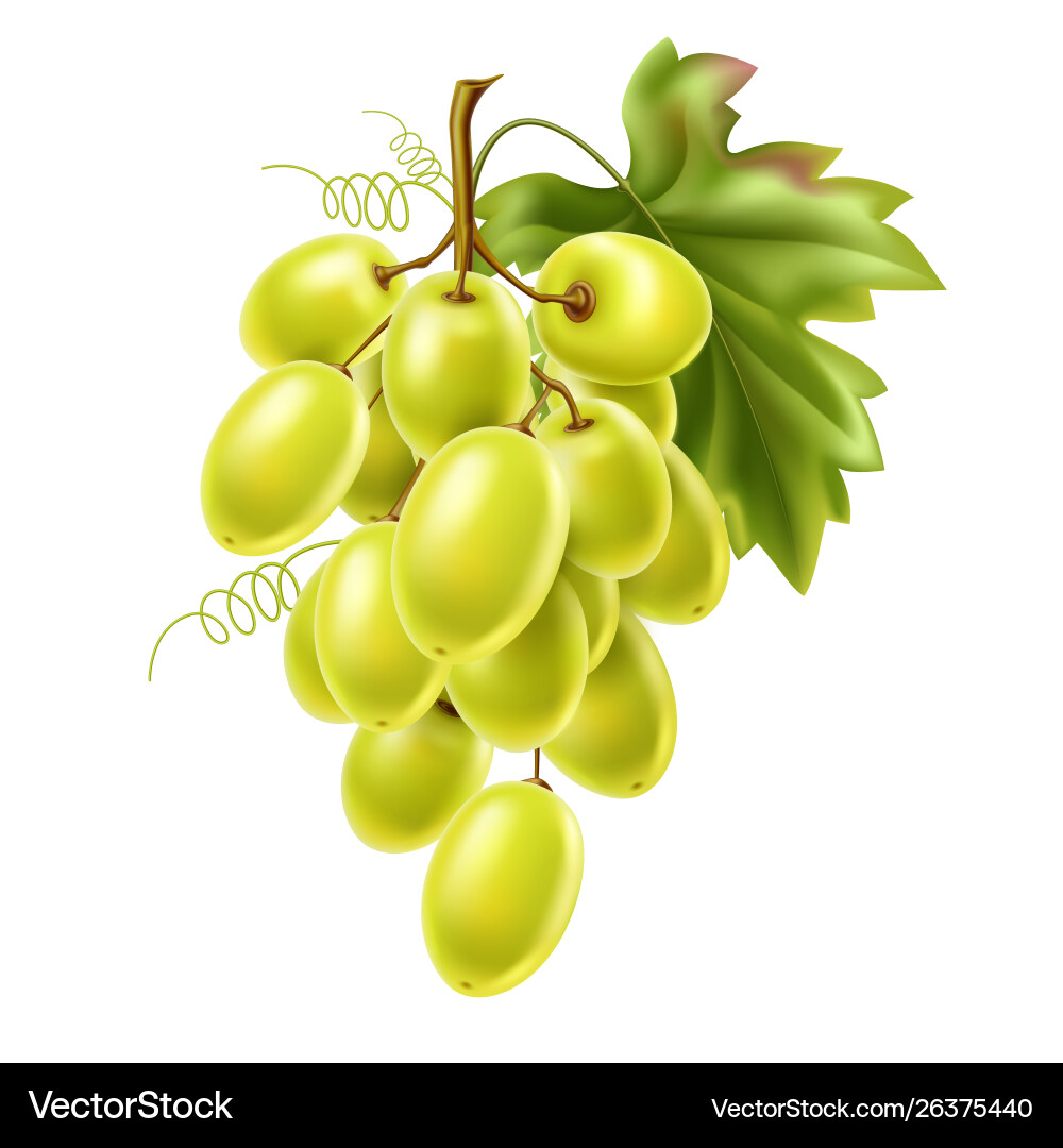 Red grape bunch with ripe berry and leaf Vector Image