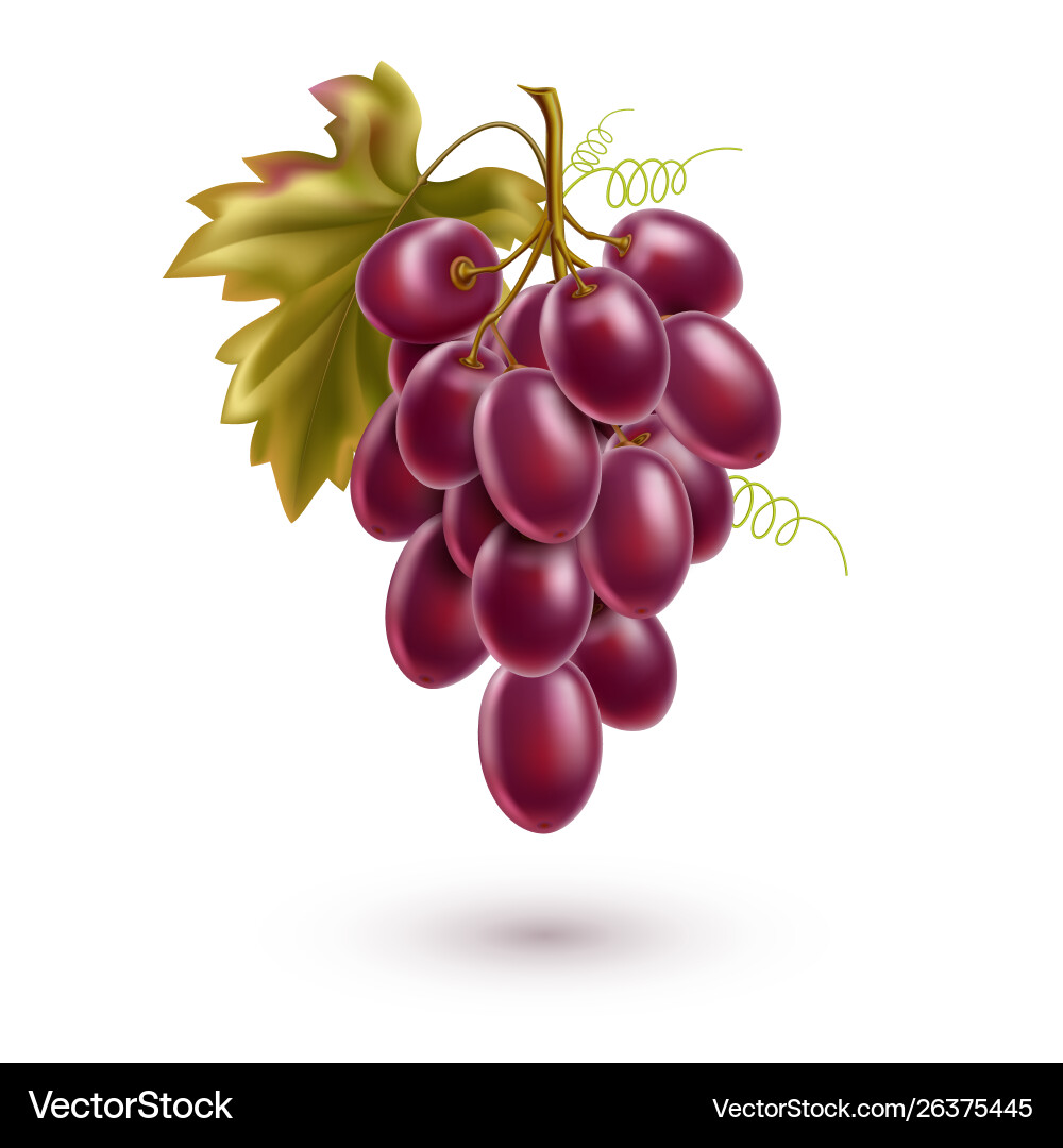 Red grape bunch with ripe berry and leaf Vector Image
