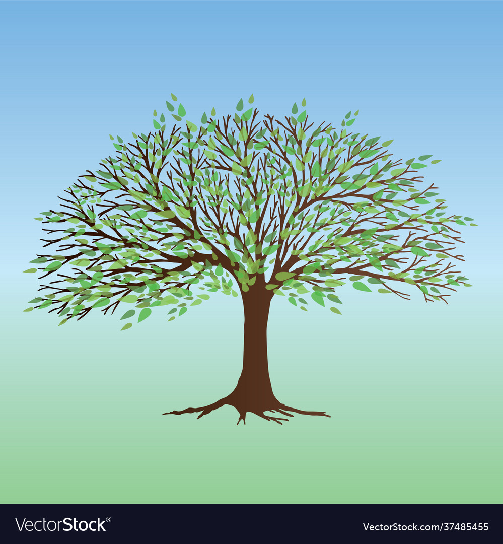 Broad leaf tree Royalty Free Vector Image - VectorStock
