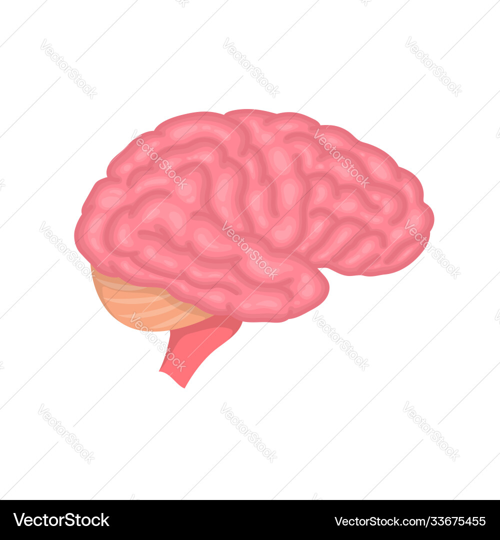 Human brain anatomy side view colorful Royalty Free Vector