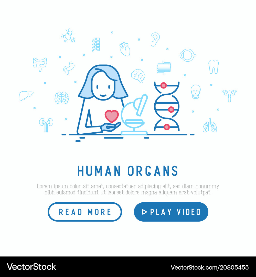 Medical check human internal organs concept Vector Image