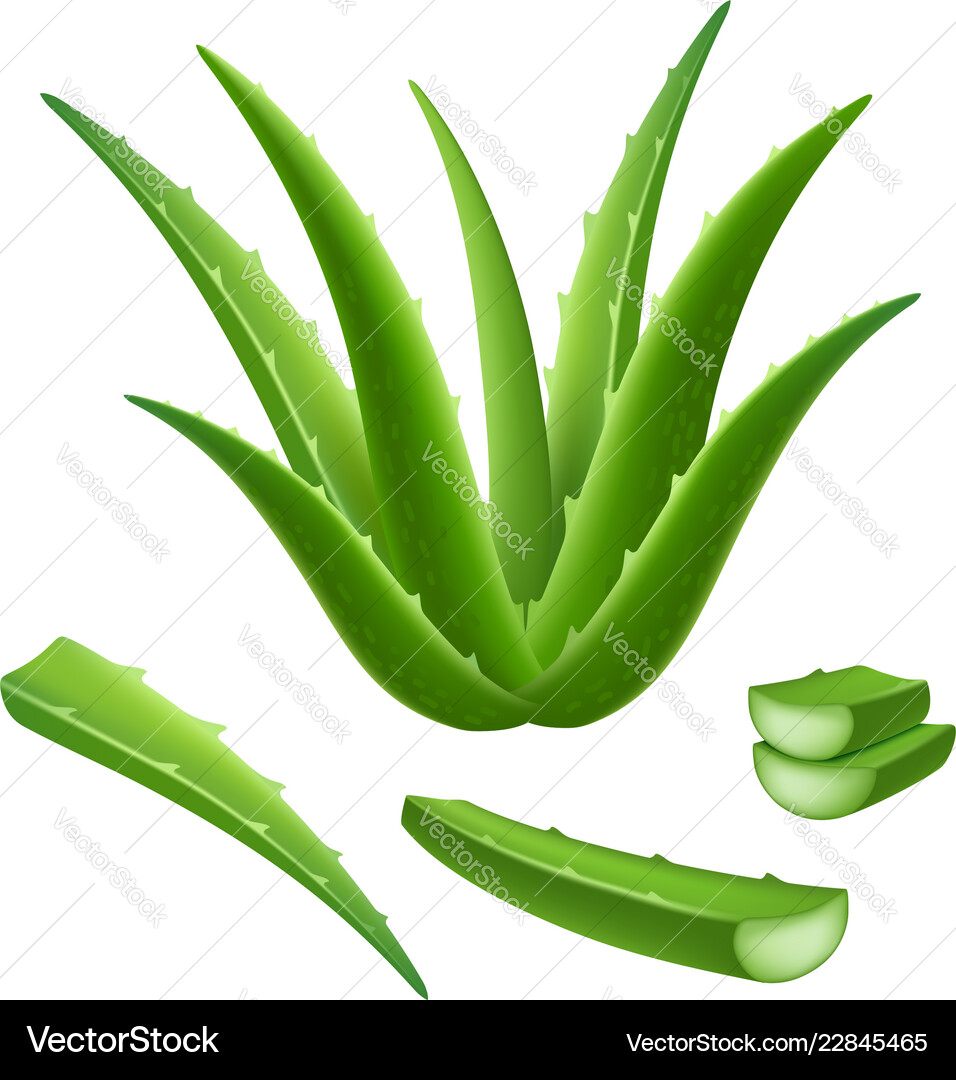 Aloe icon set realistic style Royalty Free Vector Image